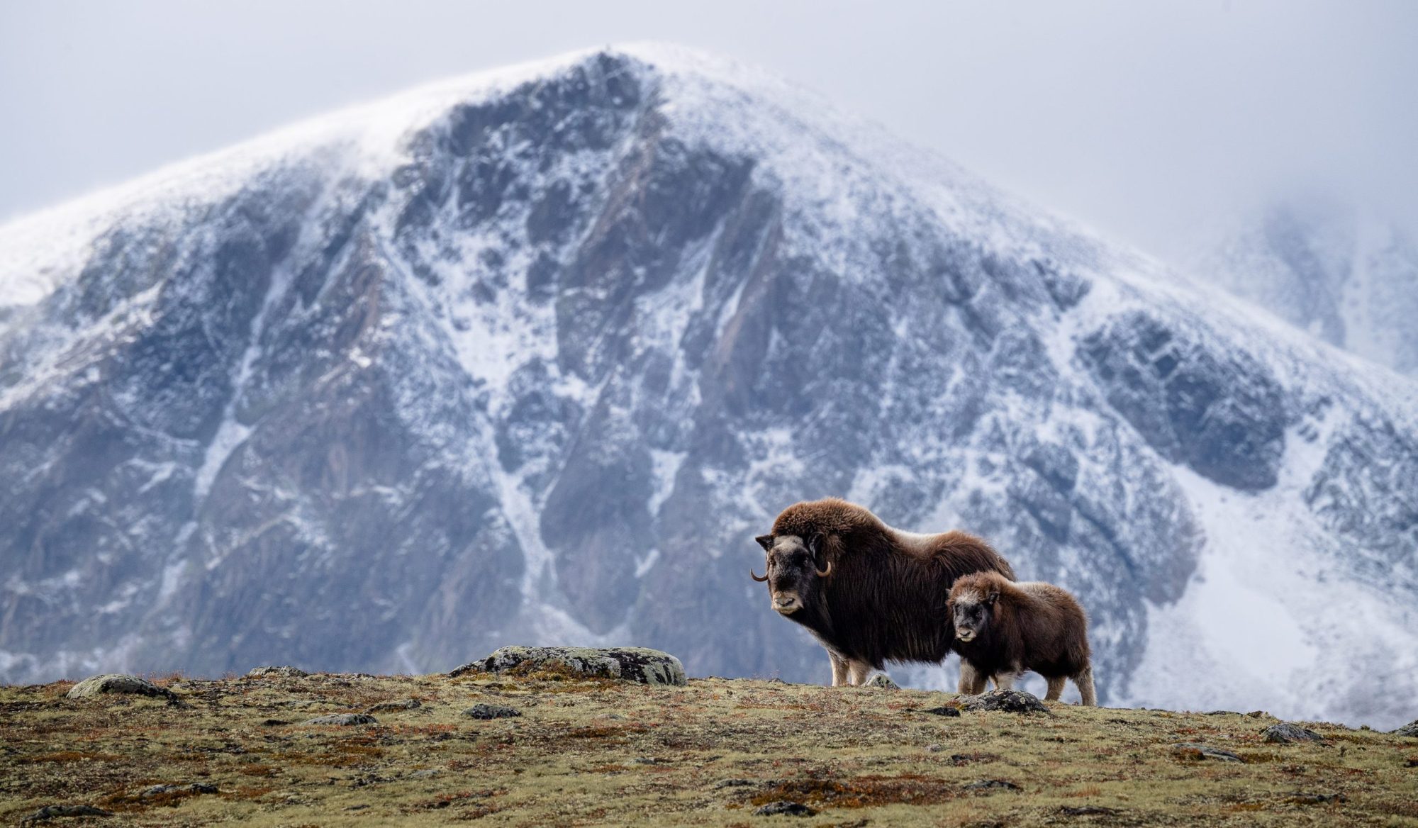 Nationalparks in Norwegen - NORDIC, der Skandinavien-Spezialist