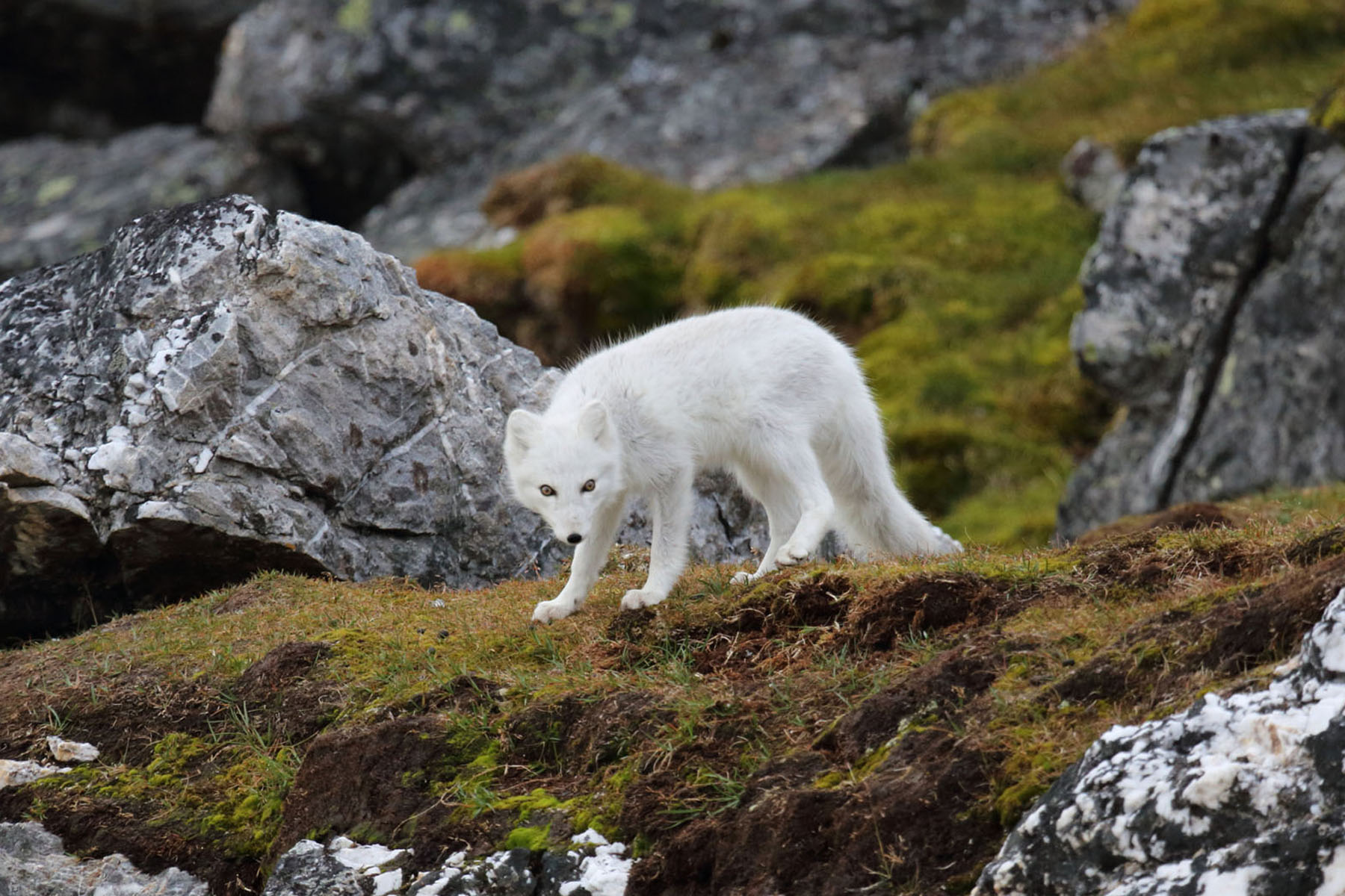 Wildtiere in Island - NORDIC, der Skandinavien-Spezialist