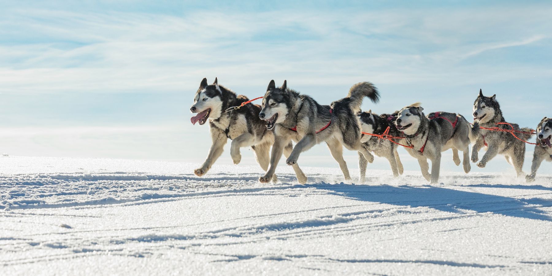 Huskies: Geboren um zu rennen - NORDIC